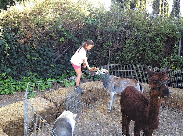 Wilshire Rotary opens pumpkin patch on Larchmont Blvd. : Larchmont ...