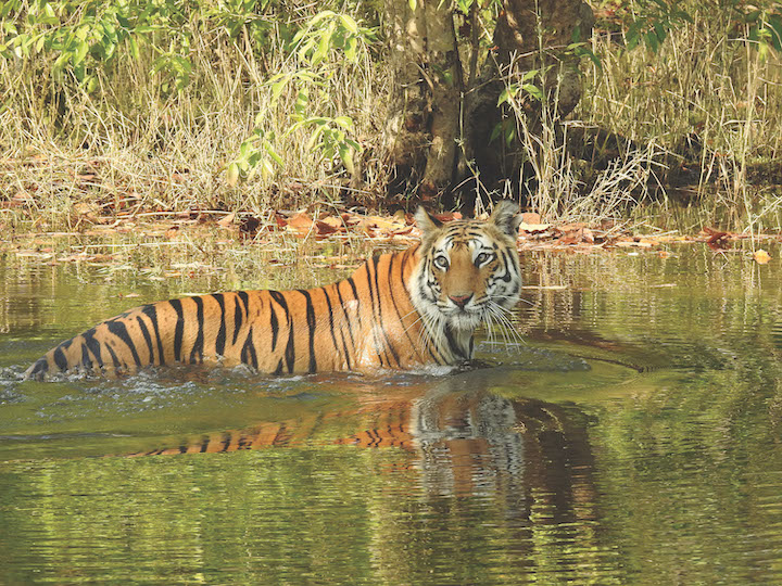 In search of the wild Bengal tiger, safaris, and more in India ...