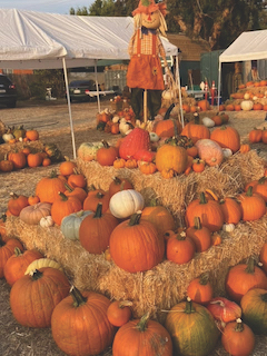 Pumpkins, Christmas trees bring old-time cheer to Boulevard : Larchmont ...