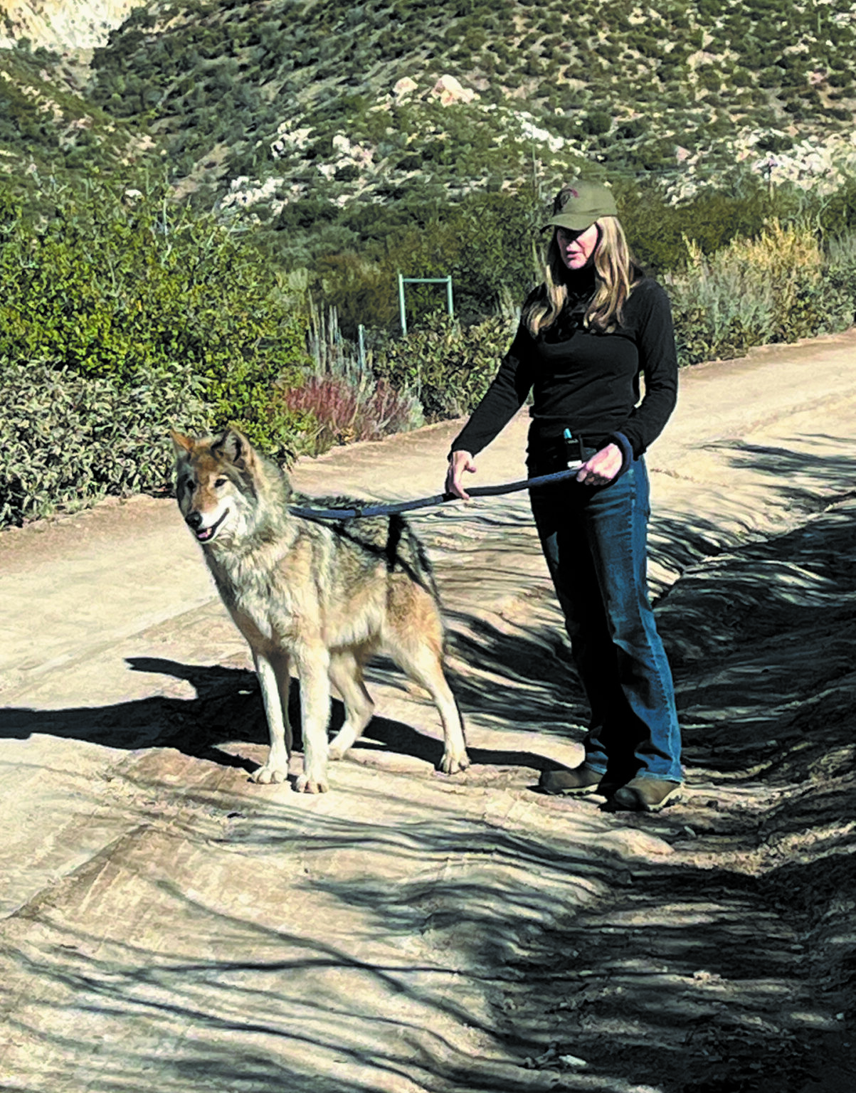 Take a walk on the wild side with the Wolf Connection sanctuary ...