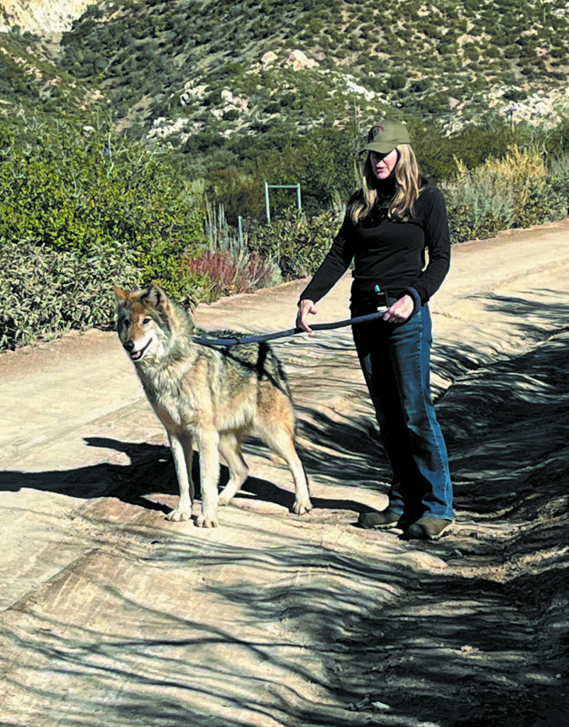 Take a walk on the wild side with the Wolf Connection sanctuary : Larchmont Chronicle